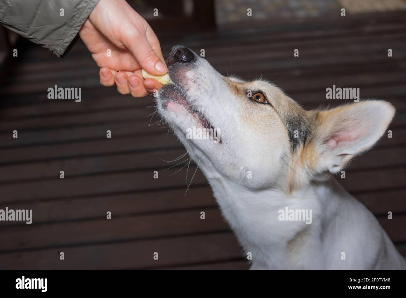 Human hand feeding young mixed breed dog with maize corn stick while ...