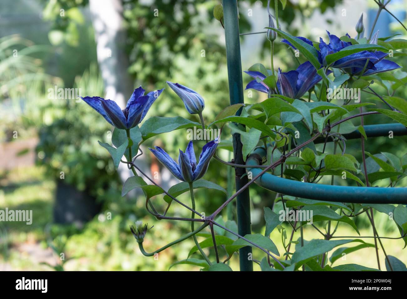 lilac clematis flower climbing plant in the spring garden. photography ...