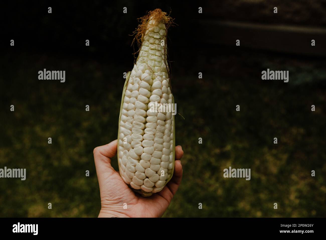 A hand holding a piece of corn with a stem protruding out Stock Photo ...