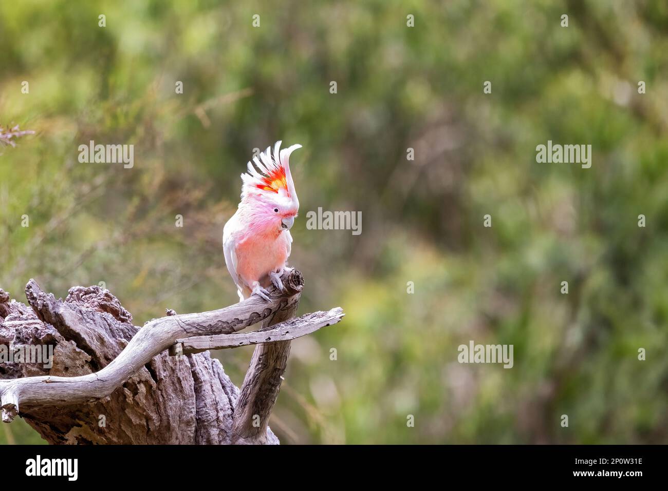 Major Mitchell cockatoo, otherwise known as the Leadbeater or pink ...