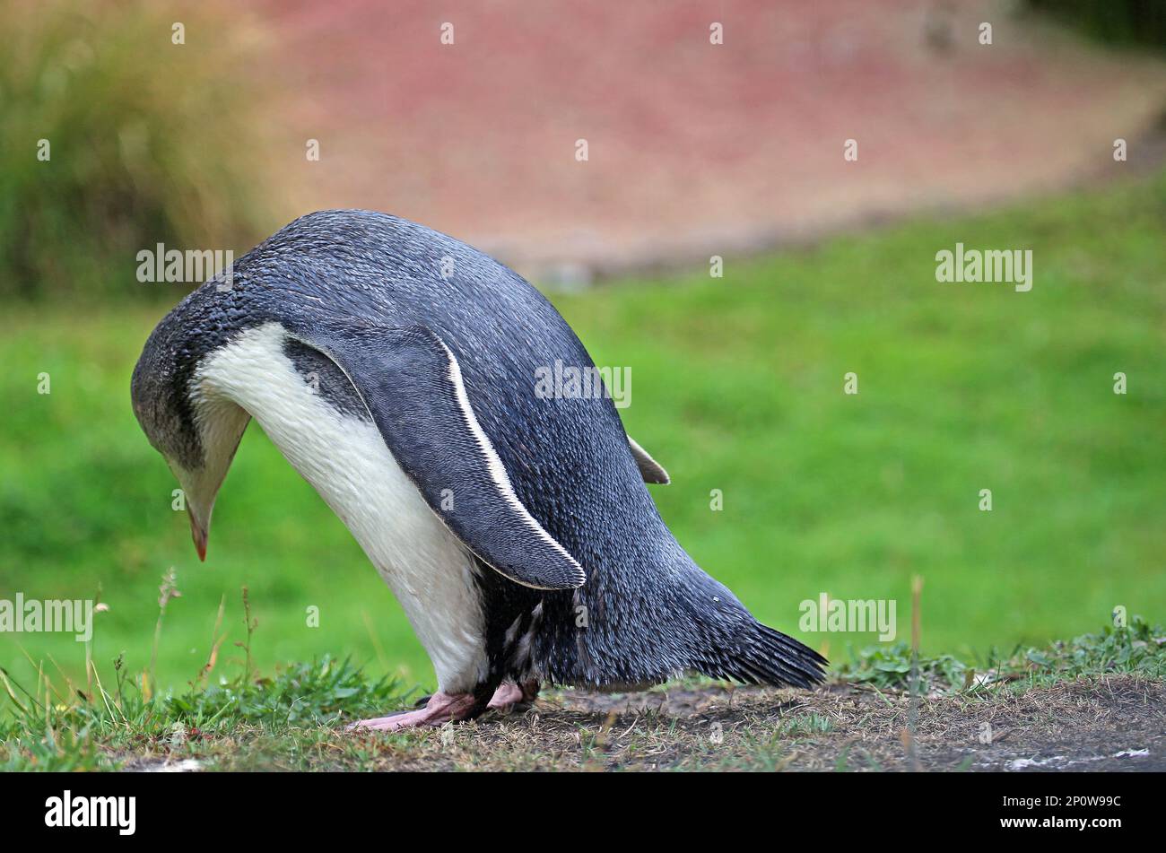 Penguin bending - New Zealand Stock Photo - Alamy
