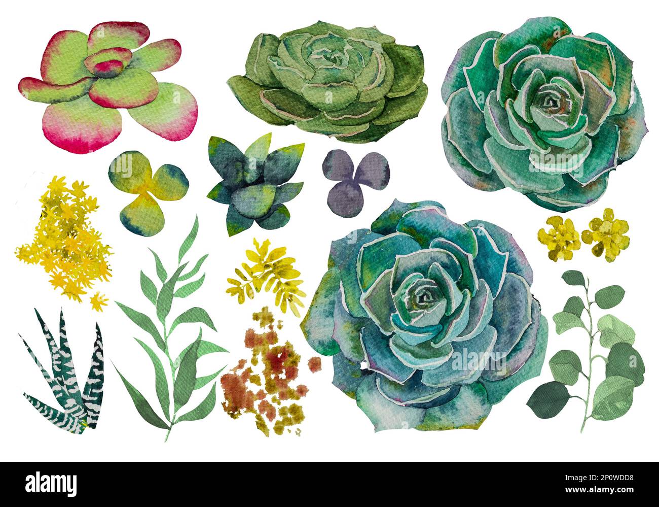 A collection of stylish watercolor succulents, flowers. Watercolor Set ...