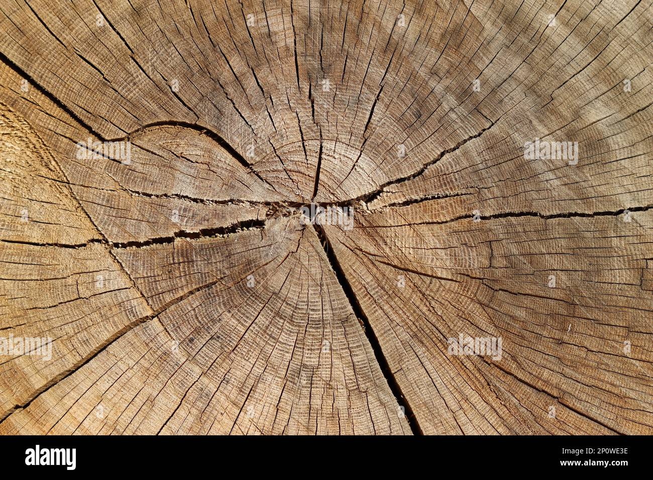 Tree cross section oak hi-res stock photography and images - Alamy