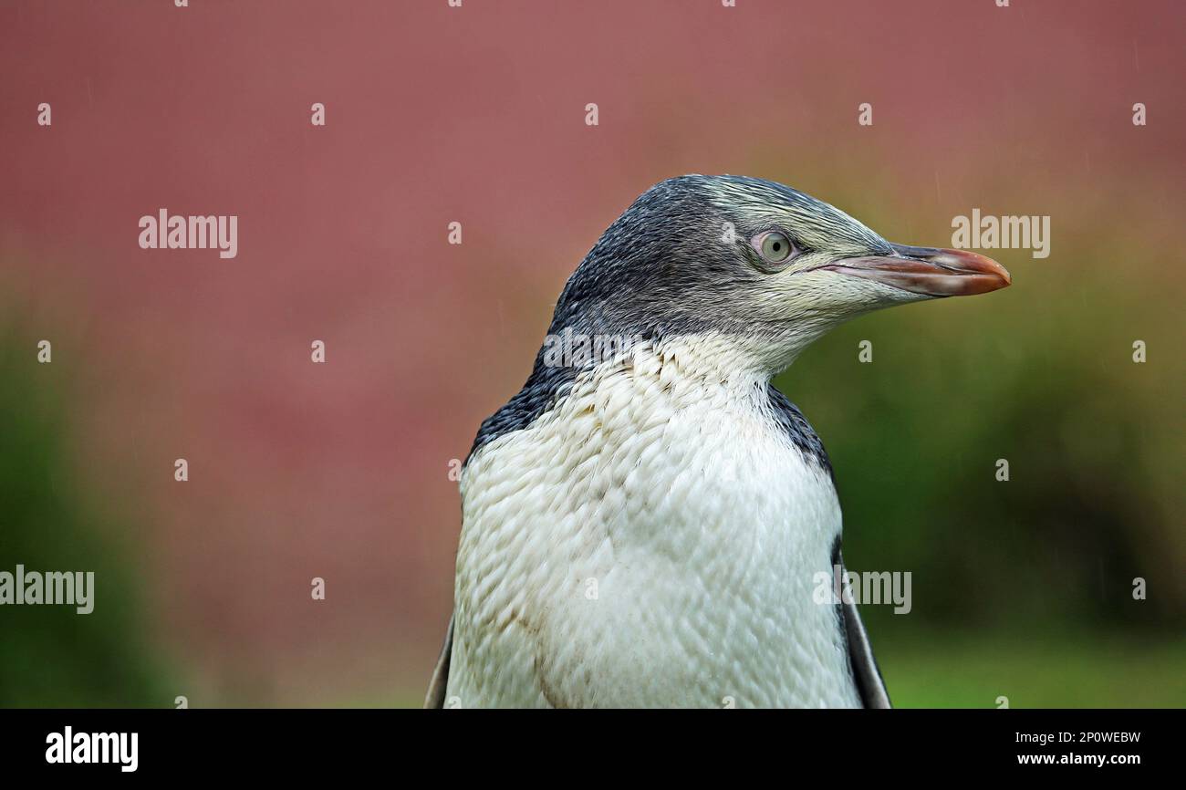 Left new zealand hi-res stock photography and images - Alamy