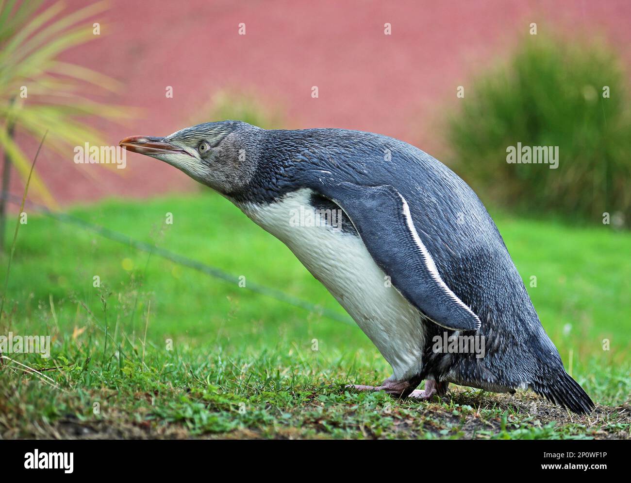 Yellow eyed penguin chick hi-res stock photography and images - Alamy