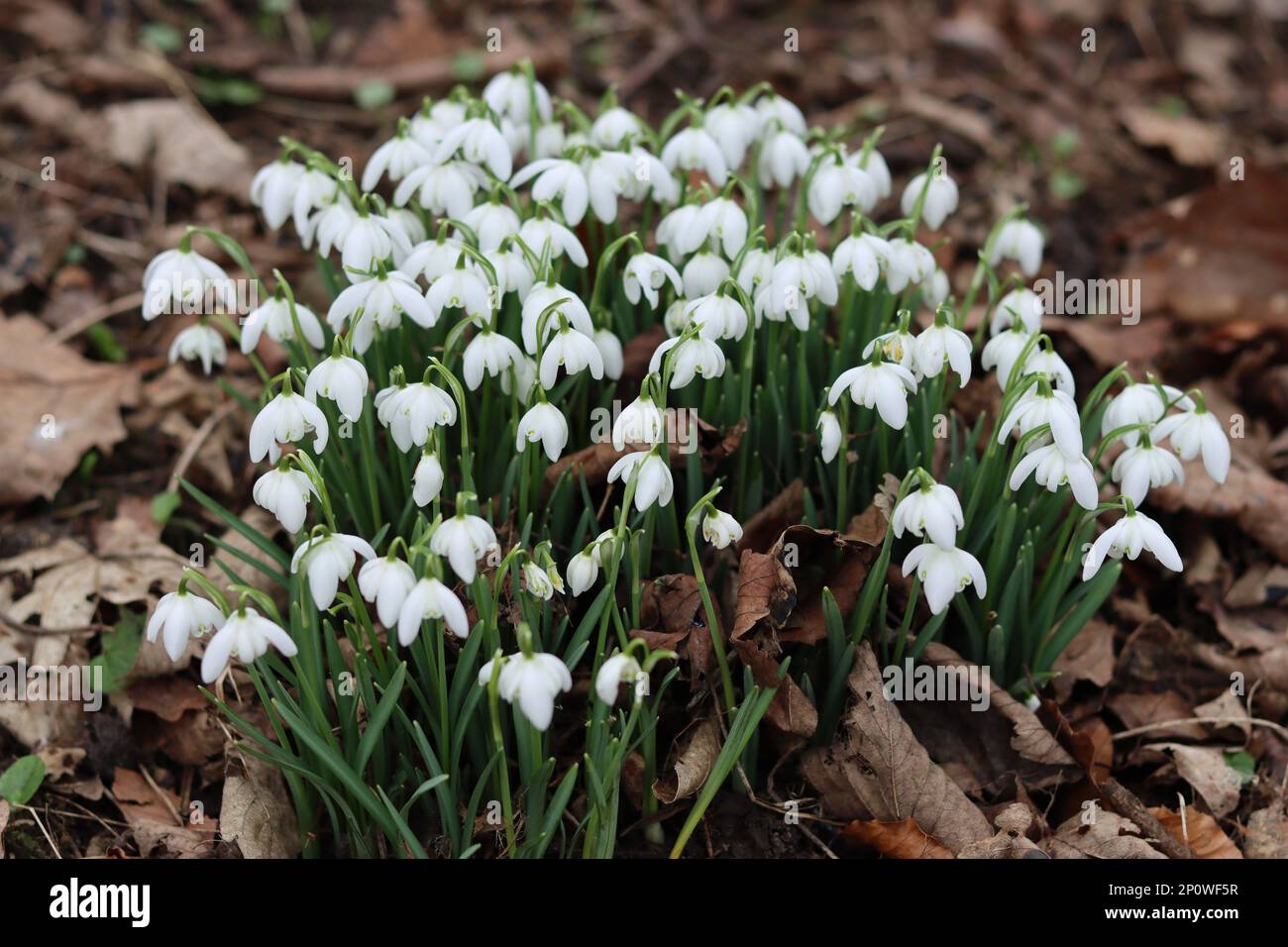 Beautiful spring woodland hi-res stock photography and images - Alamy