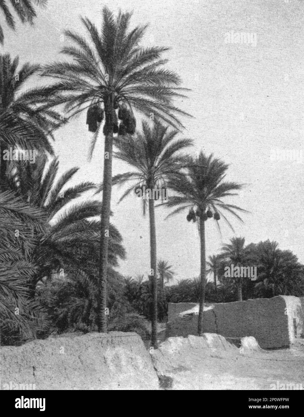 Oasis continent geography Black and White Stock Photos & Images - Alamy