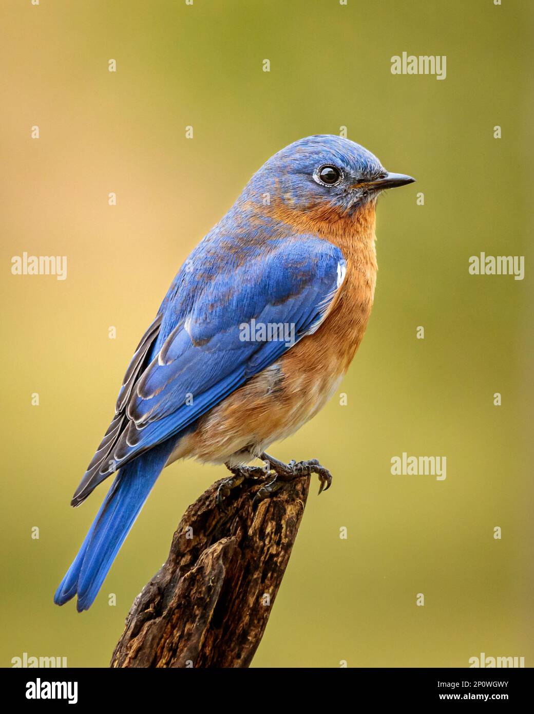 Bluebird perched hi-res stock photography and images - Alamy