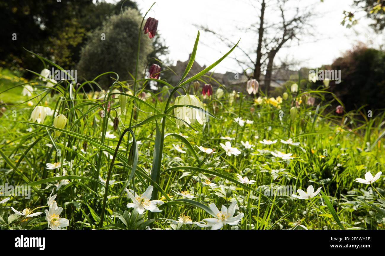 English snakes hi-res stock photography and images - Alamy