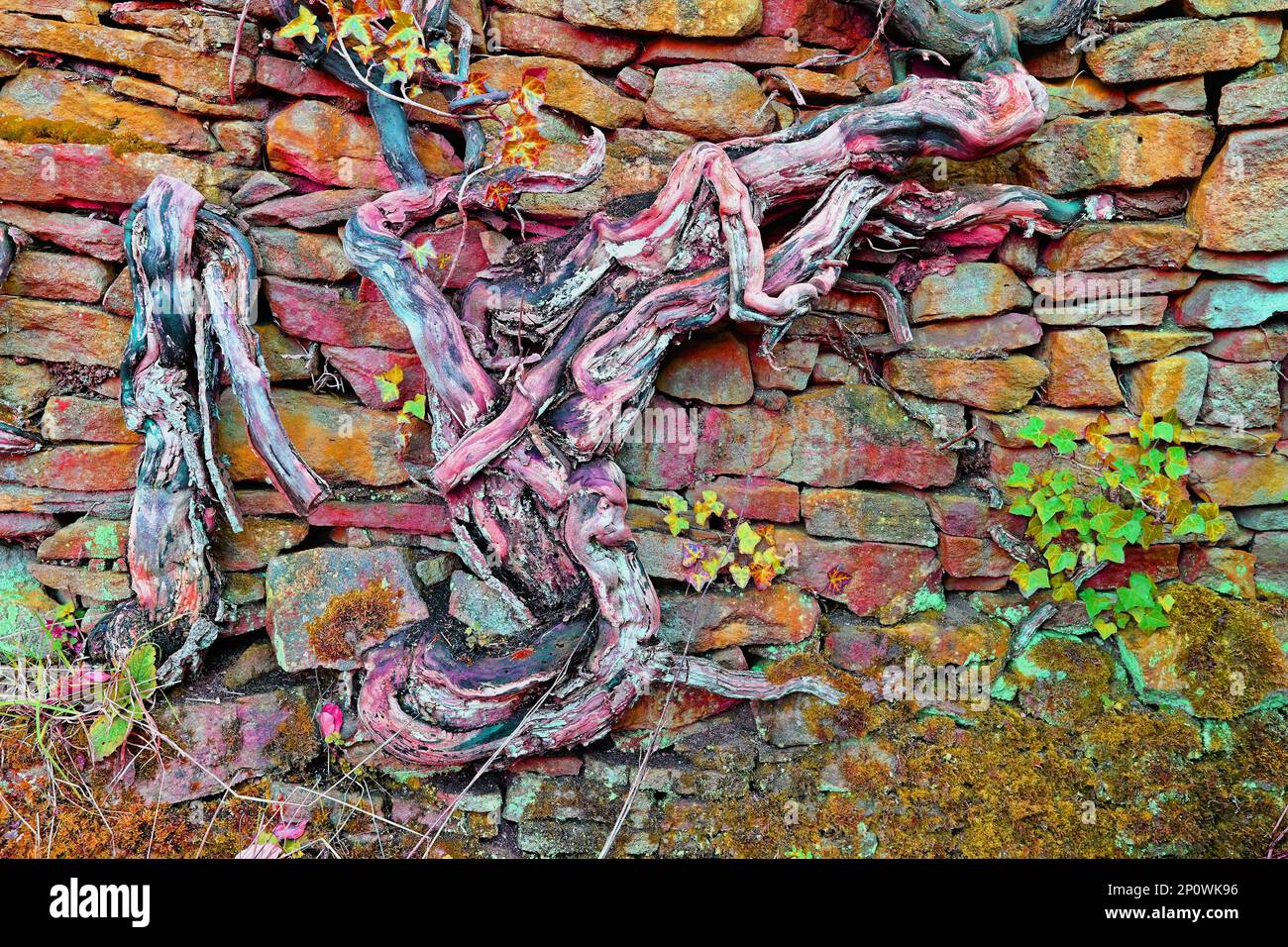 Twisted ivy earth roots against dry built country wall at the edge of a ...