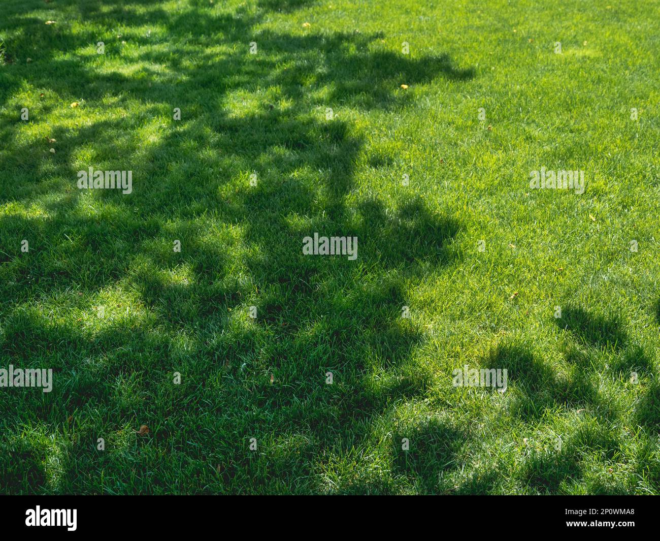 Sunbeams on fresh green grass. Natural background with lawn at spring ...