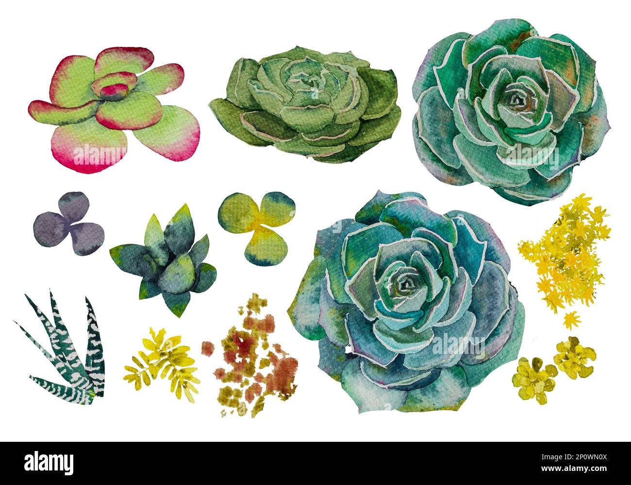 A collection of stylish watercolor succulents, flowers. Watercolor Set ...