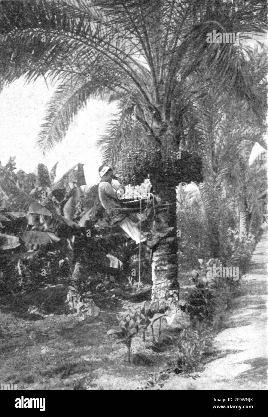 ''La recolte des dattes en Egypte; Le Nord-Est Africain', 1914. From ...