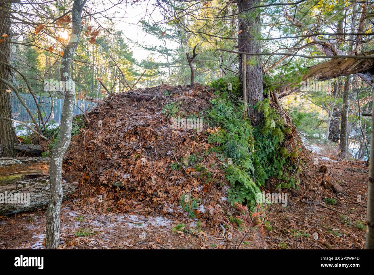 A natural shelter built utilizing a fallen tree and layers of tree ...