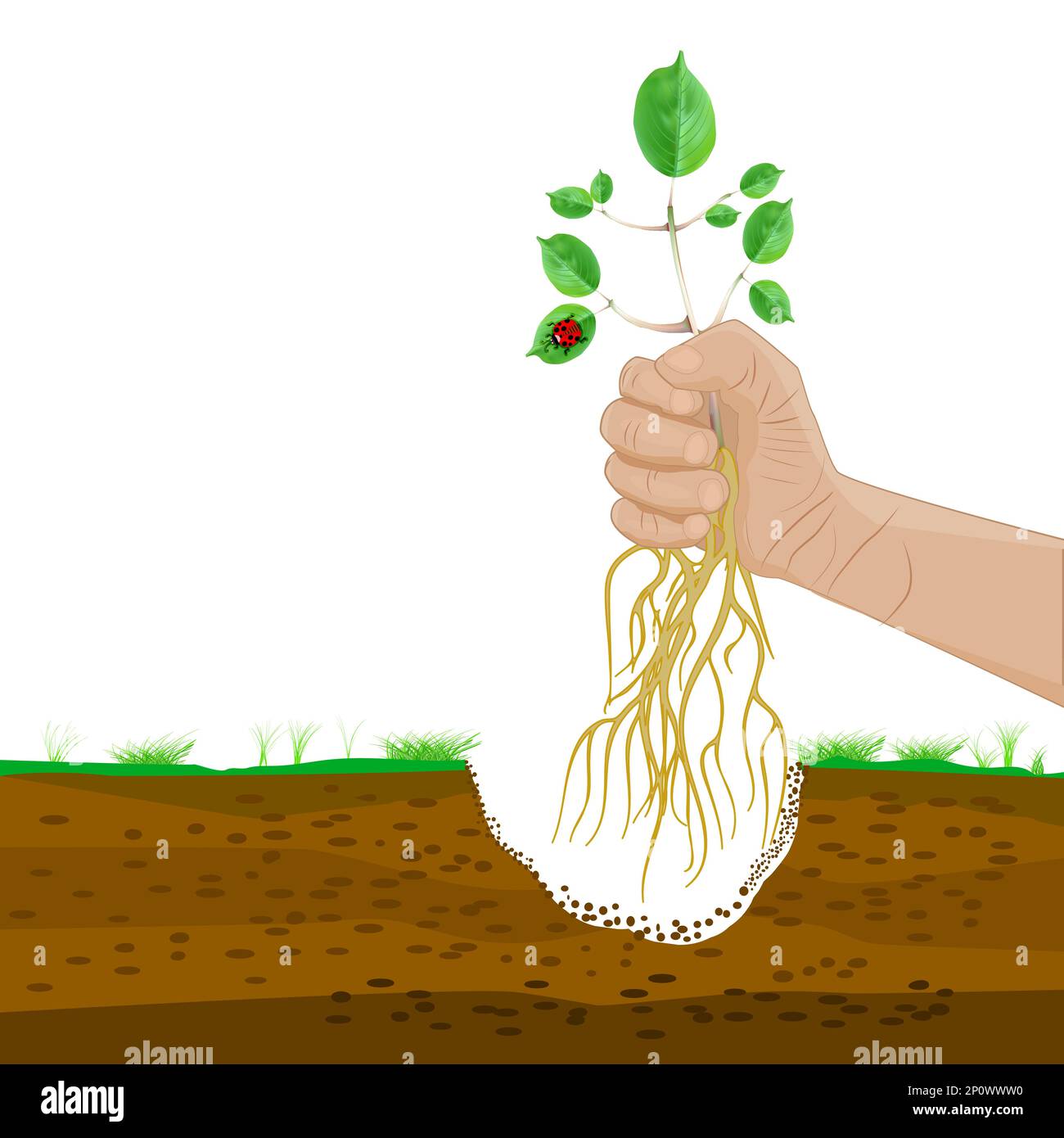 Greenhouse seedling for reforestation Stock Vector Images - Alamy