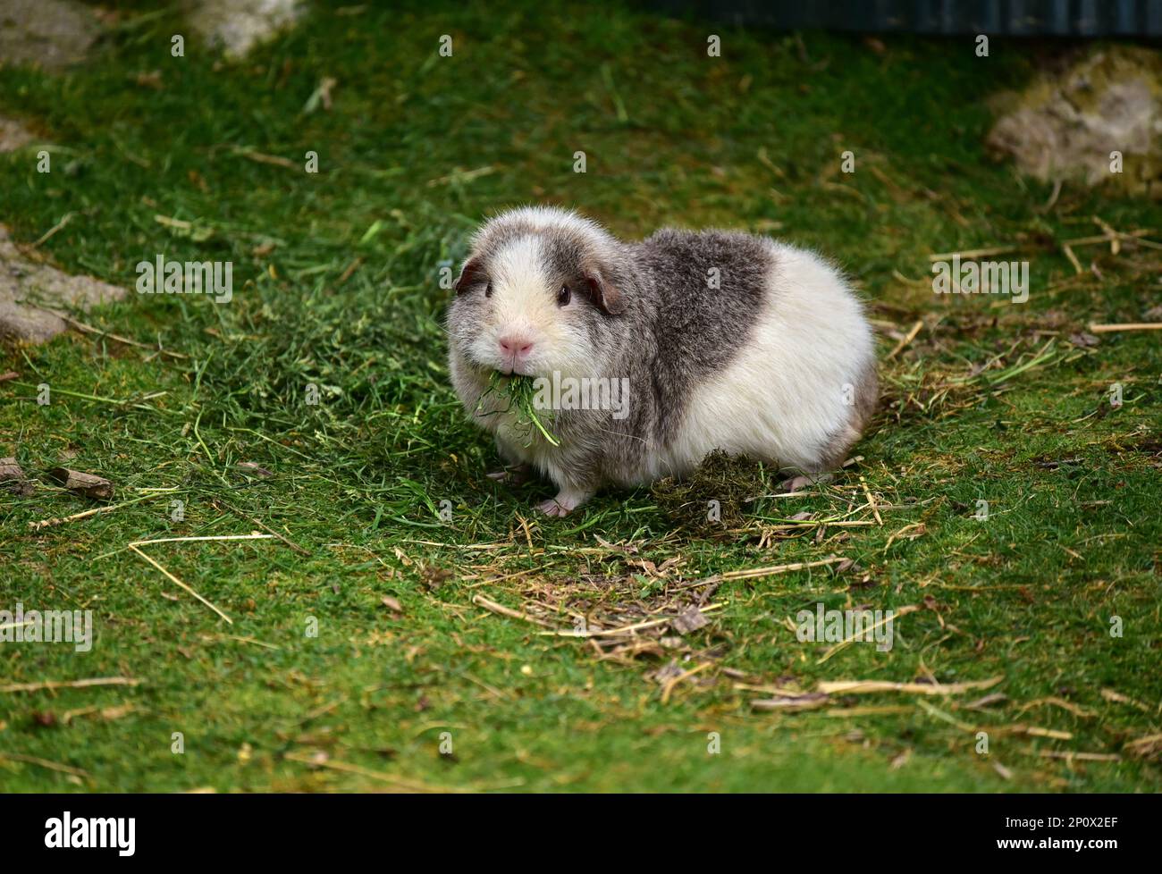 White and Grey Guinea pig eating grass Stock Photo - Alamy