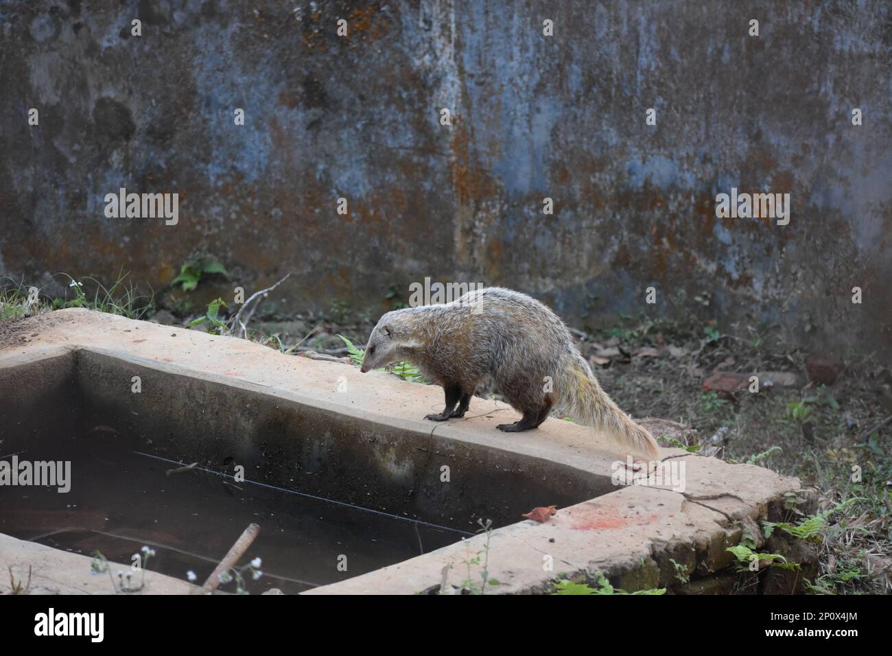 Mongoose in forest hi-res stock photography and images - Alamy
