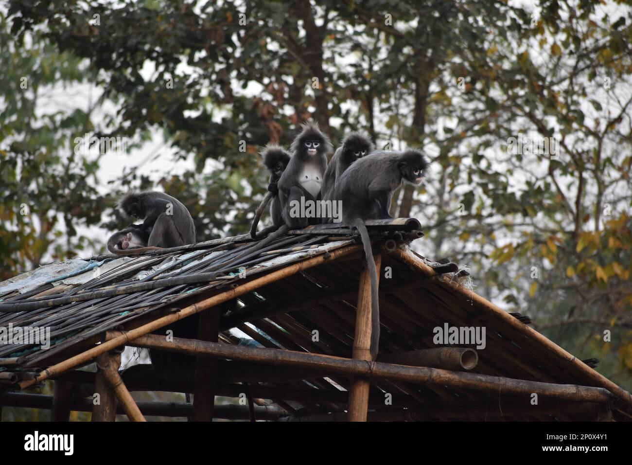 spectacled monkey or langur also known as dusky leaf monkey an ...