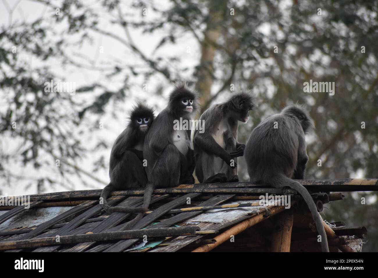spectacled monkey or langur also known as dusky leaf monkey an ...