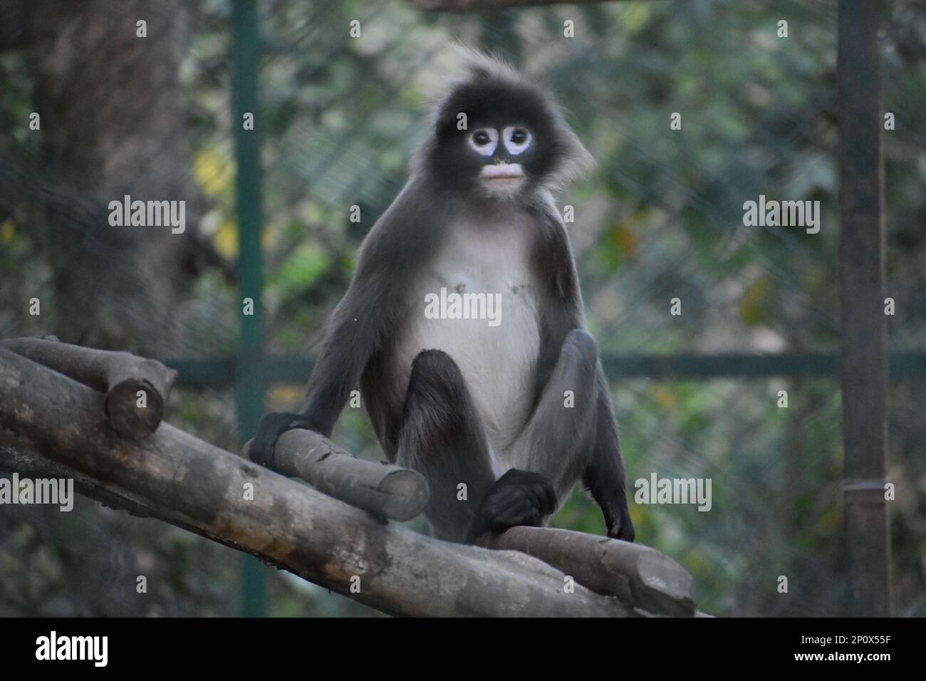 spectacled monkey or langur also known as dusky leaf monkey an ...