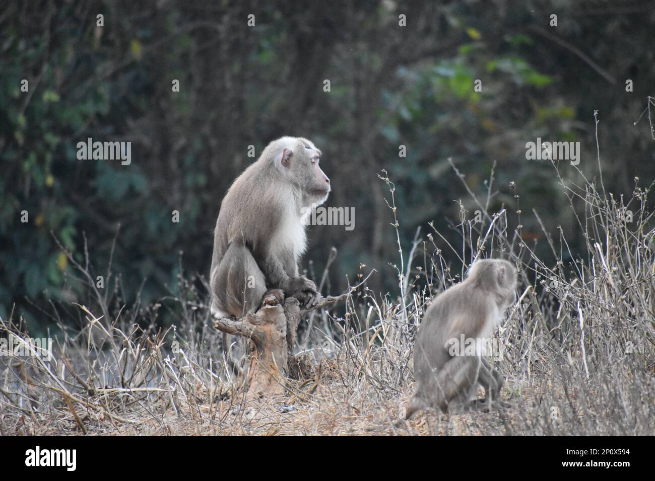 Monkey in jungle hi-res stock photography and images - Alamy