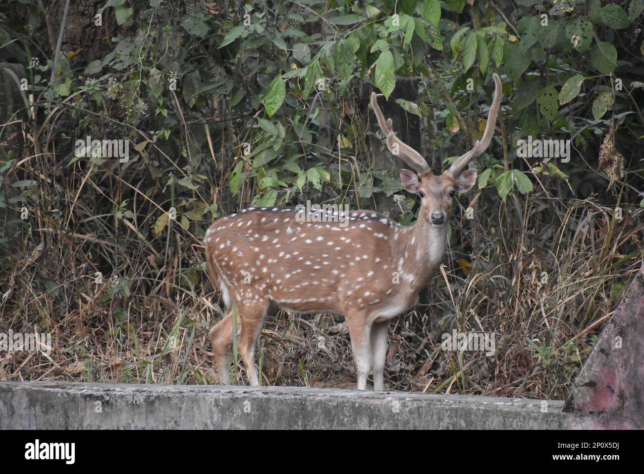 Male dear hi-res stock photography and images - Alamy