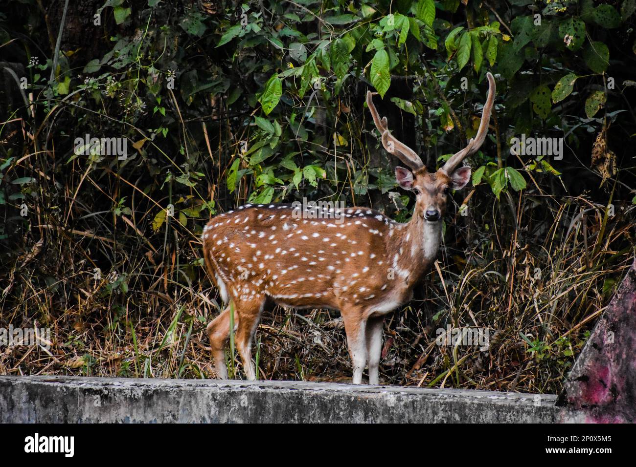 Male dear hi-res stock photography and images - Alamy