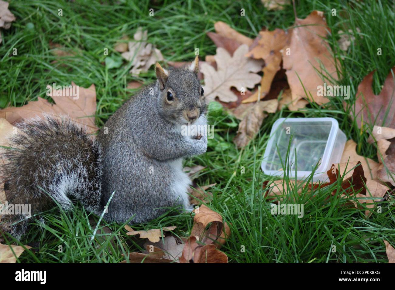 Aggressive squirrels hi-res stock photography and images - Alamy