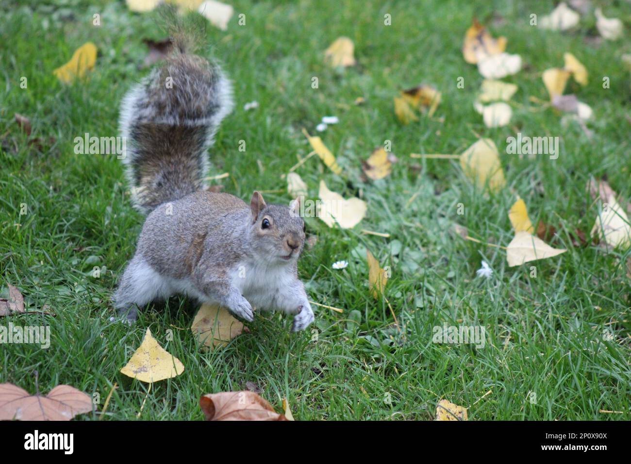 Aggressive squirrels hi-res stock photography and images - Alamy