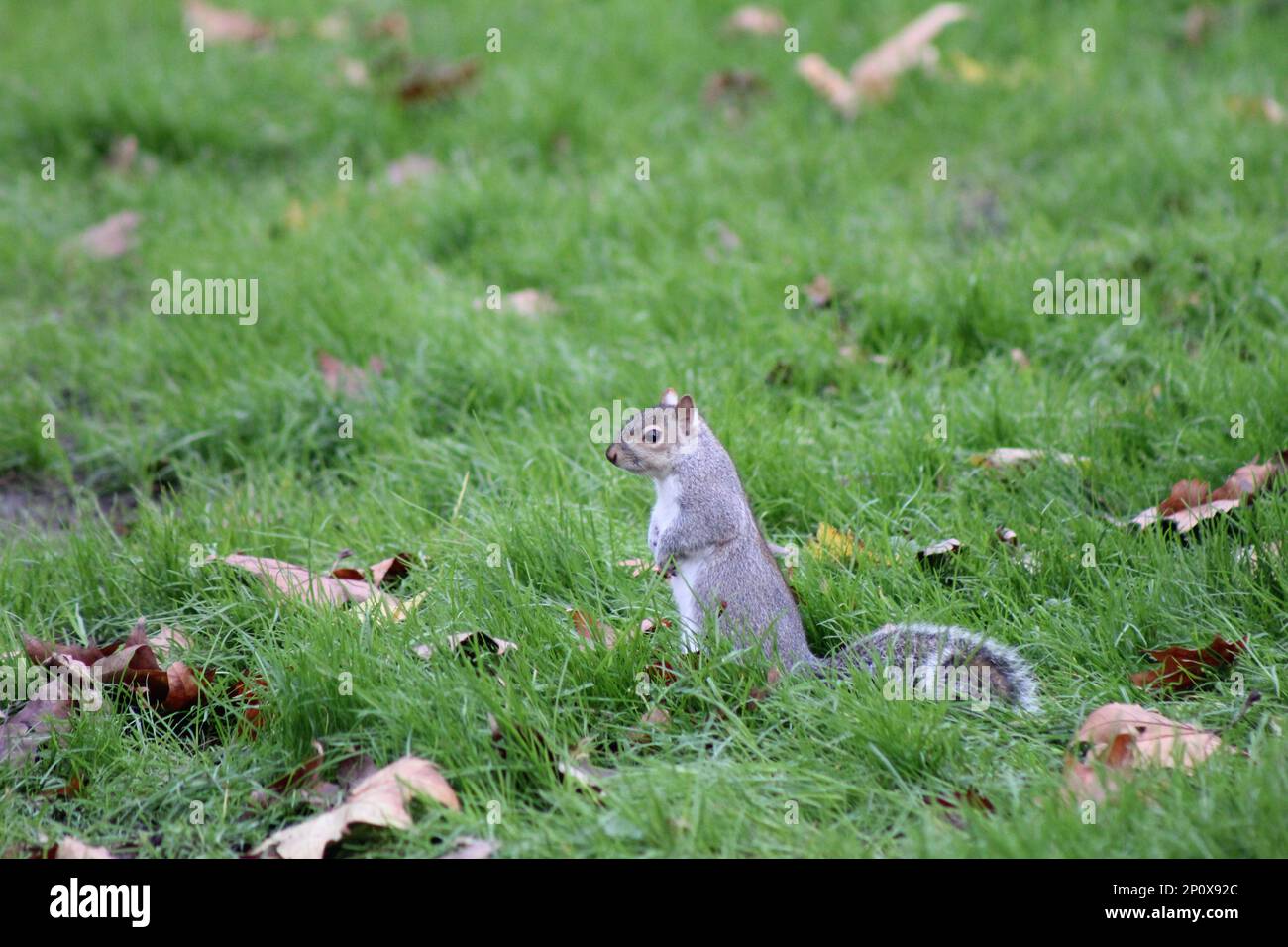 Aggressive squirrels hi-res stock photography and images - Alamy