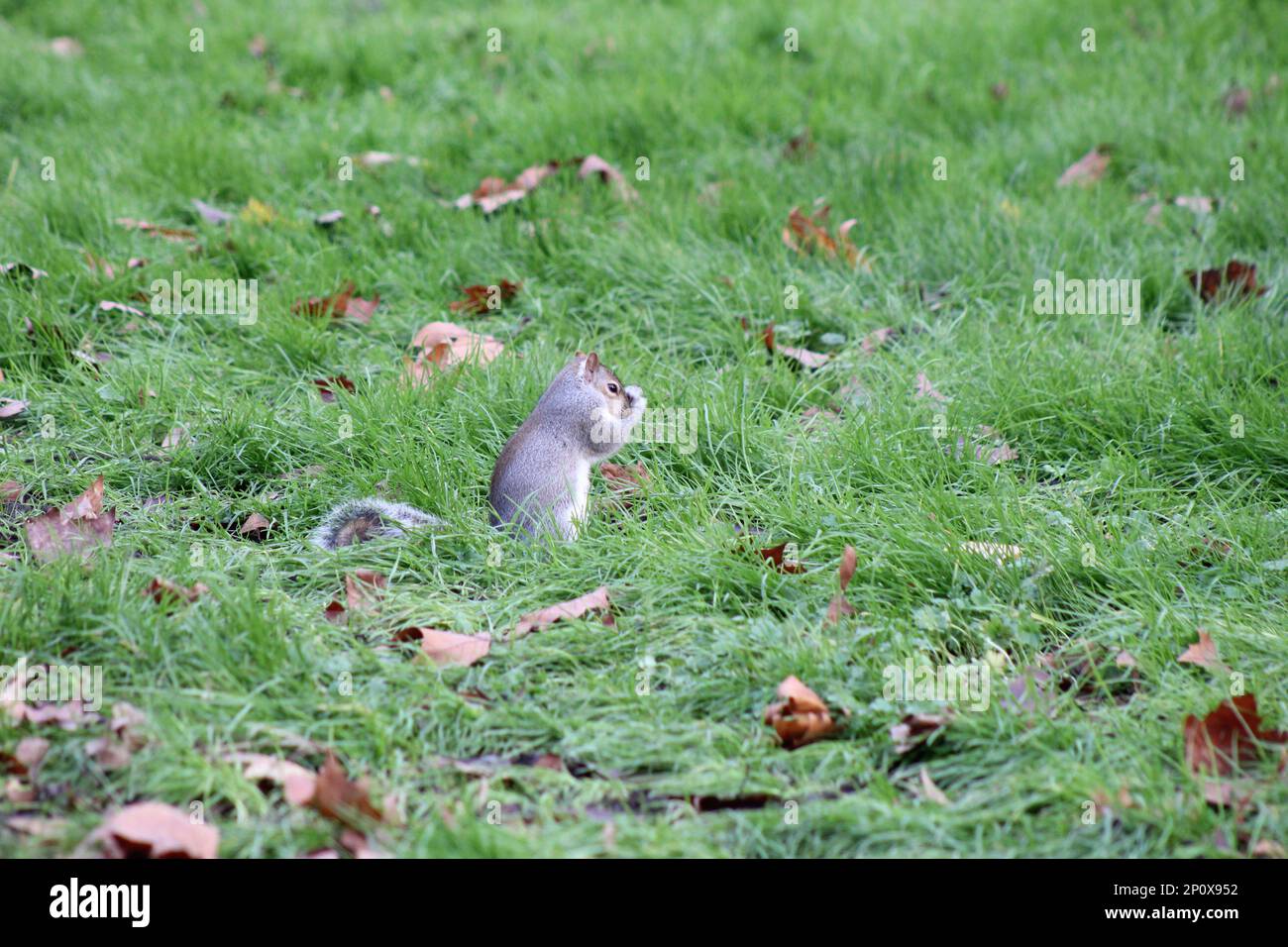 Aggressive squirrels hi-res stock photography and images - Alamy