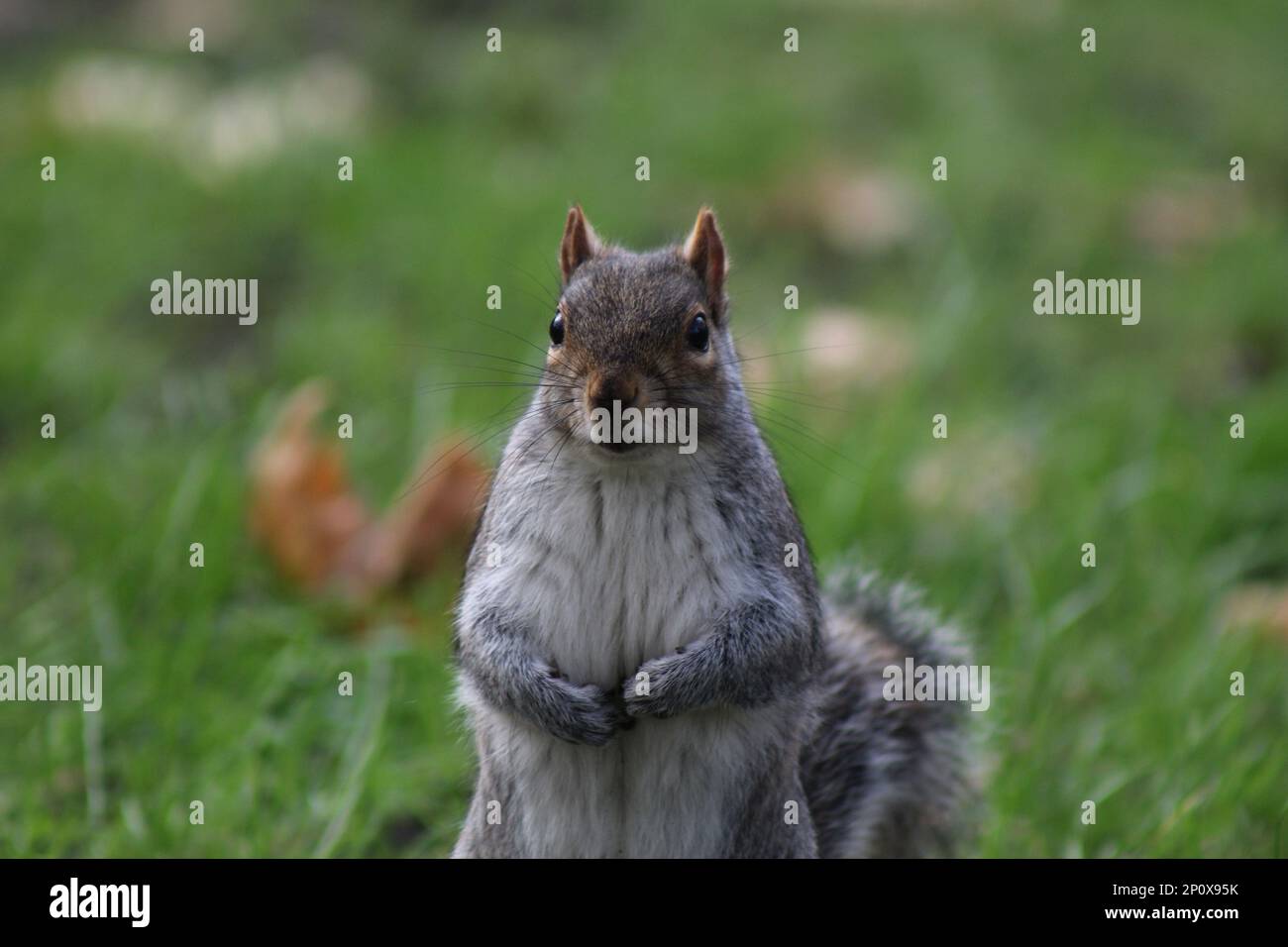 Aggressive squirrels hi-res stock photography and images - Alamy