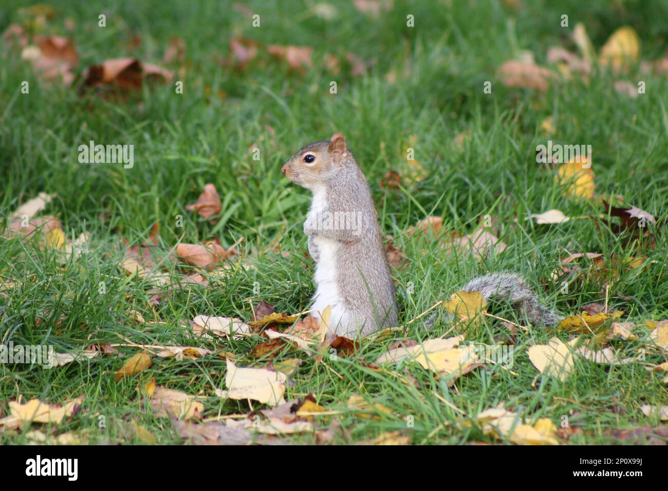 Aggressive squirrels hi-res stock photography and images - Alamy
