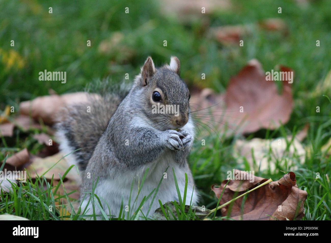 Grey Squirrels in London Park eating Nuts Stock Photo - Alamy