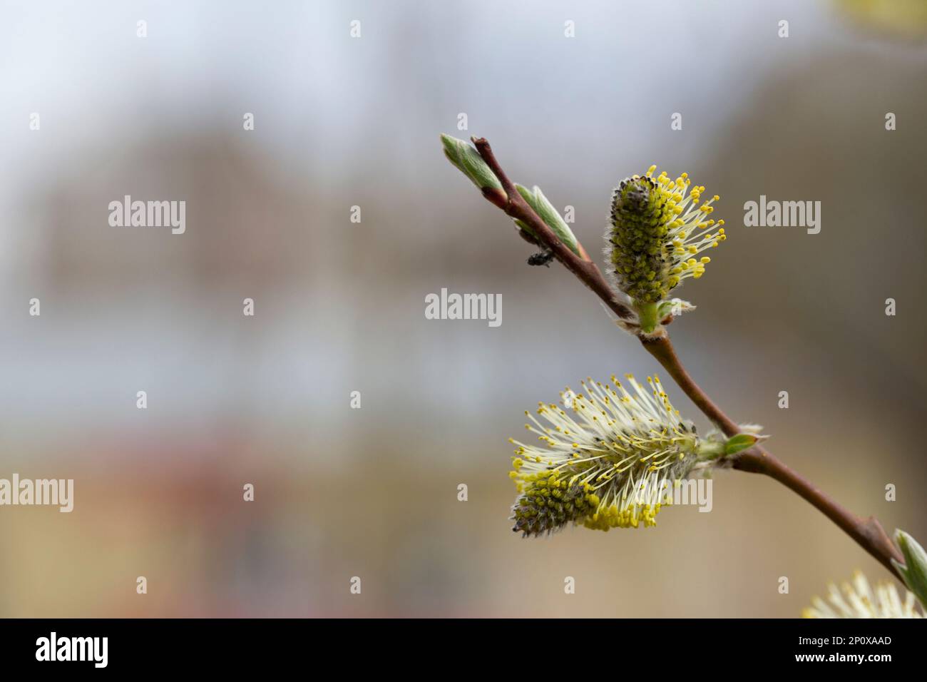 The Willow Salix caprea branches with buds blossoming in early spring ...