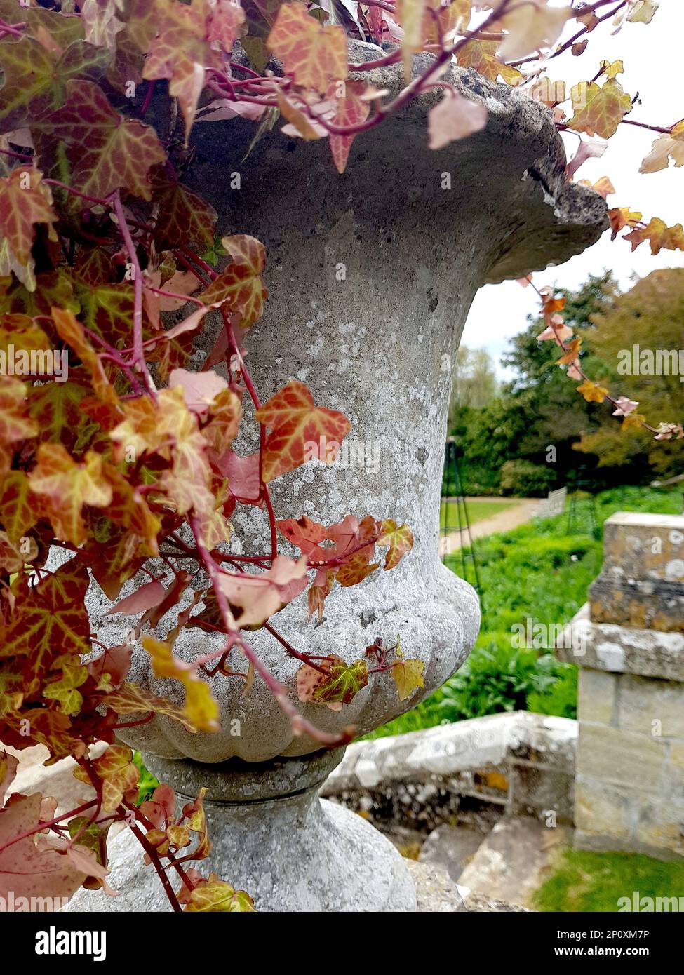 Old rose green leaves hi-res stock photography and images - Alamy