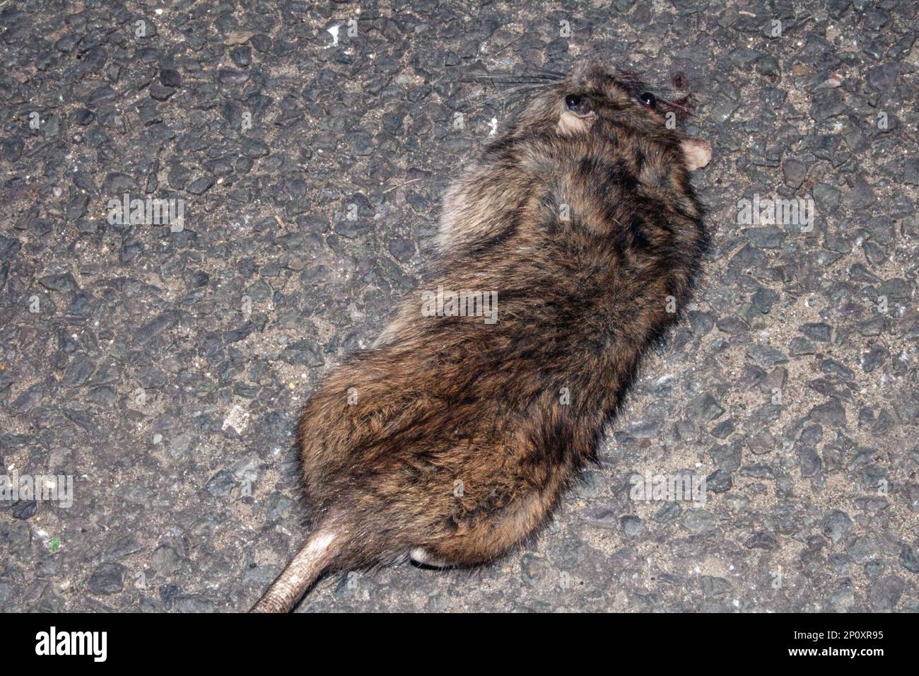 A Dead Crushed Rat that has been Run Over By A Car Wheel on a Pavement ...