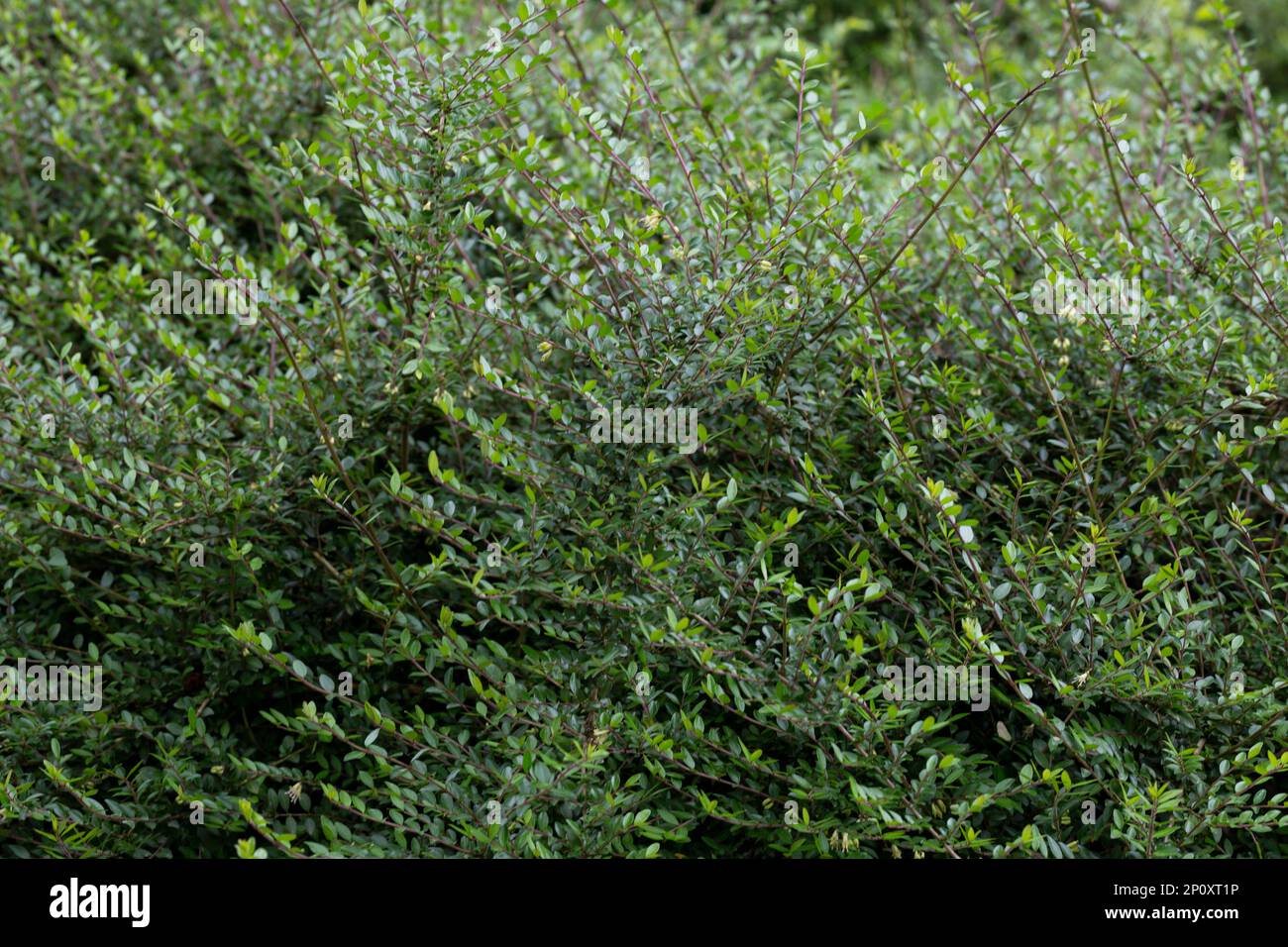 Box-leaved honeysuckle branch - Latin name - Lonicera ligustrina var ...