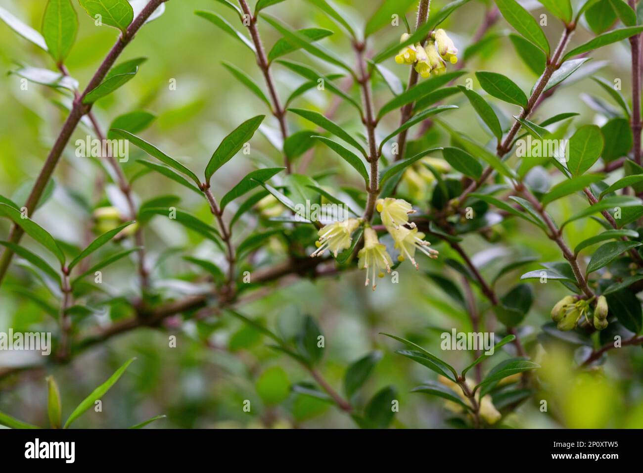 Box-leaved honeysuckle branch - Latin name - Lonicera ligustrina var ...