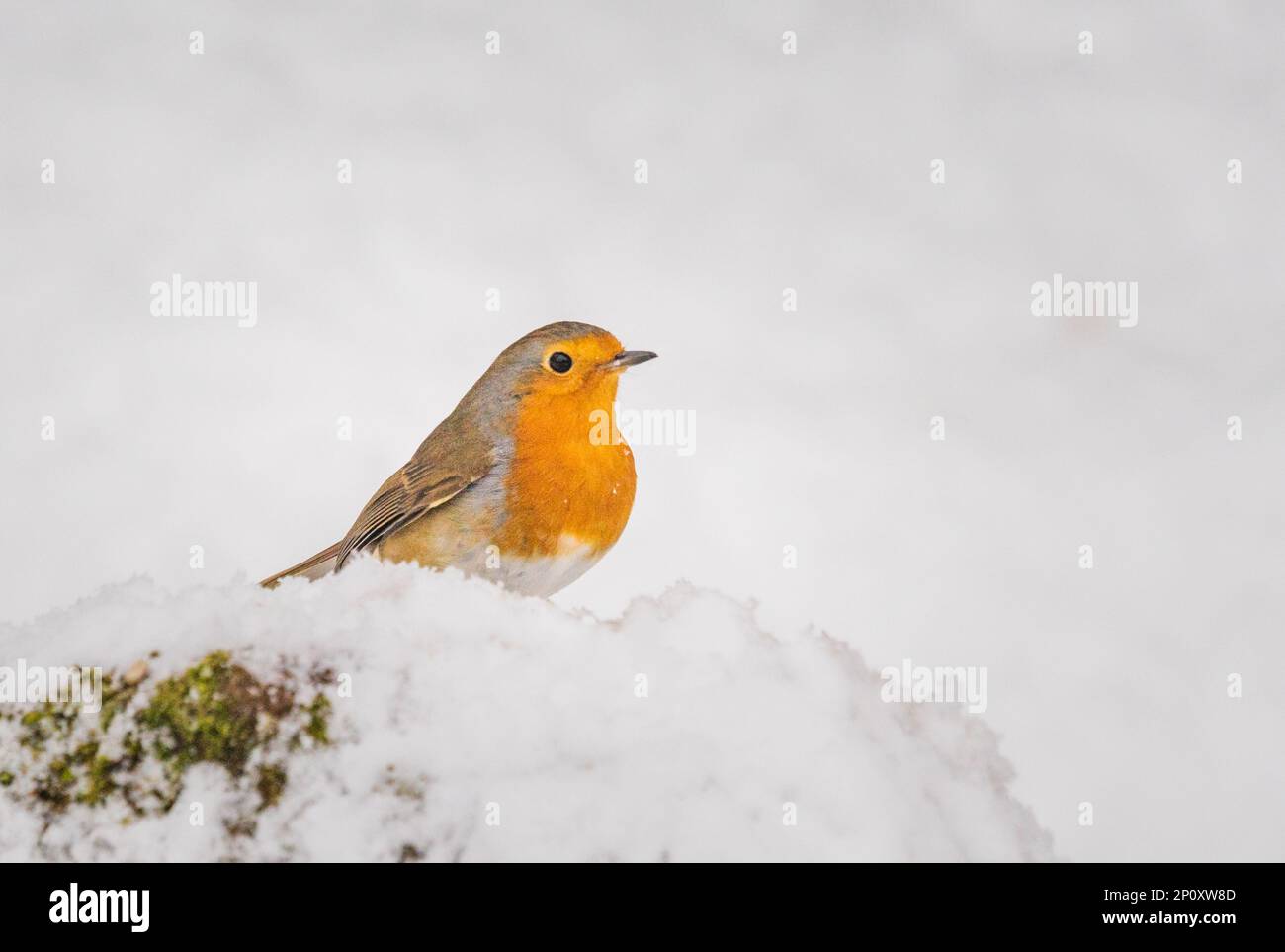 A Robin in the snow that is ready to put on a christmas card Stock ...