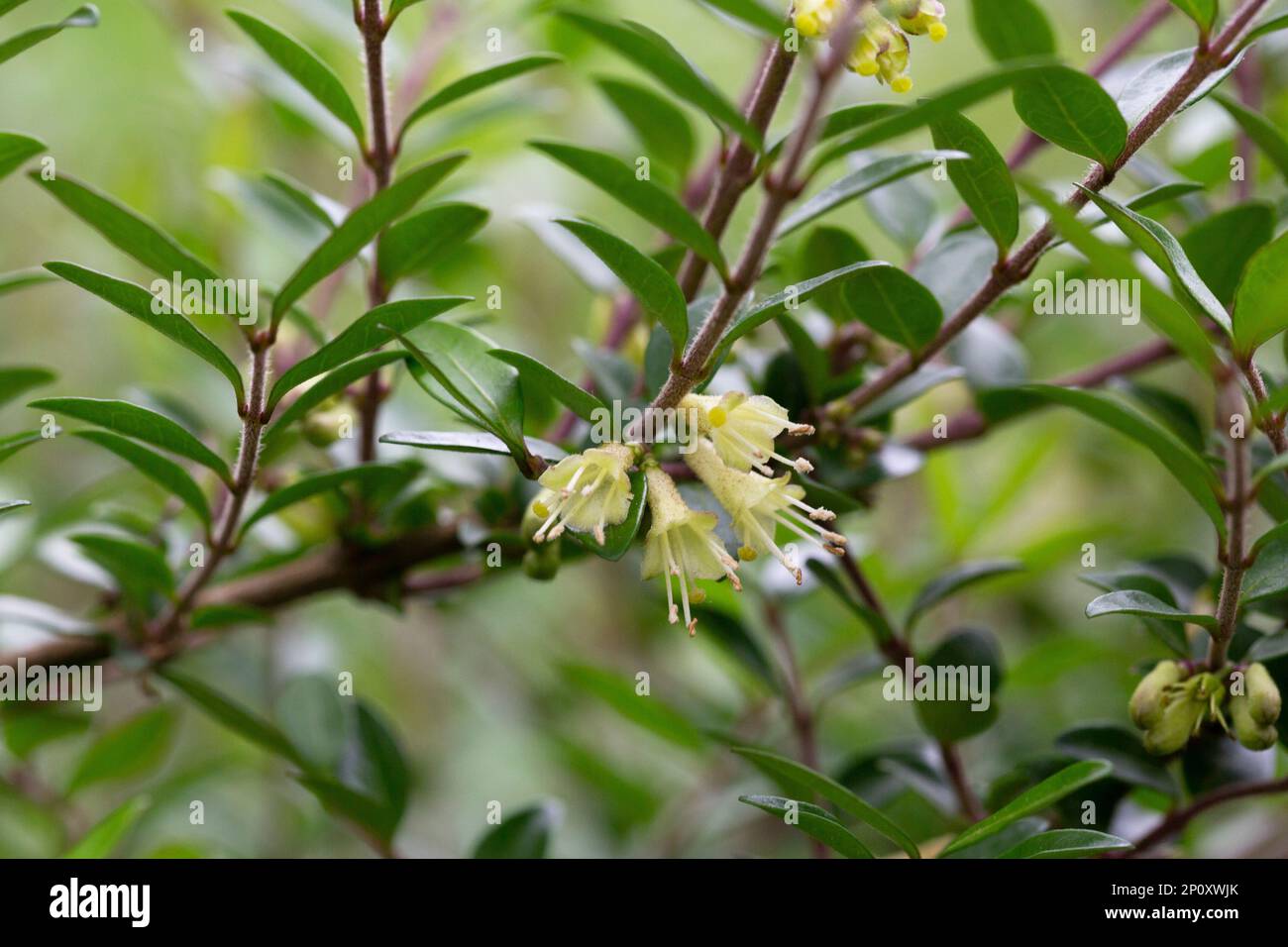 Box-leaved honeysuckle branch - Latin name - Lonicera ligustrina var ...
