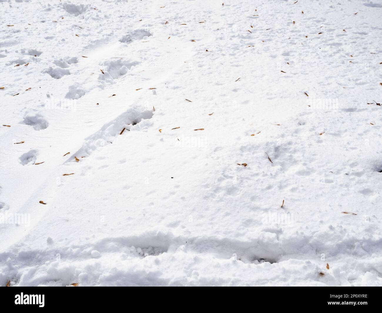 surface of porous snow cover at end of winter in city park with fallen ...