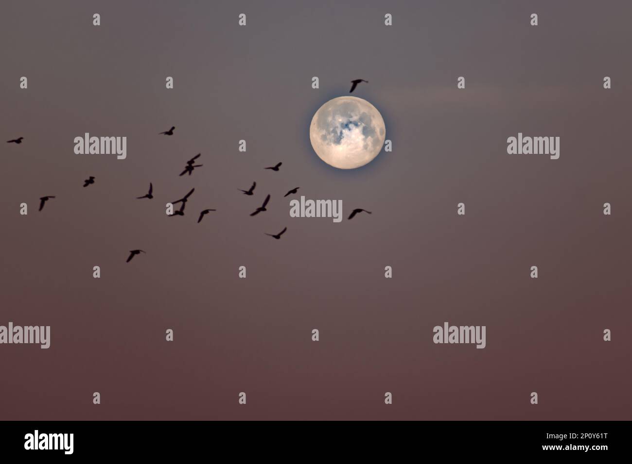 Moon with a beautiful sky and birds flying in front Stock Photo - Alamy