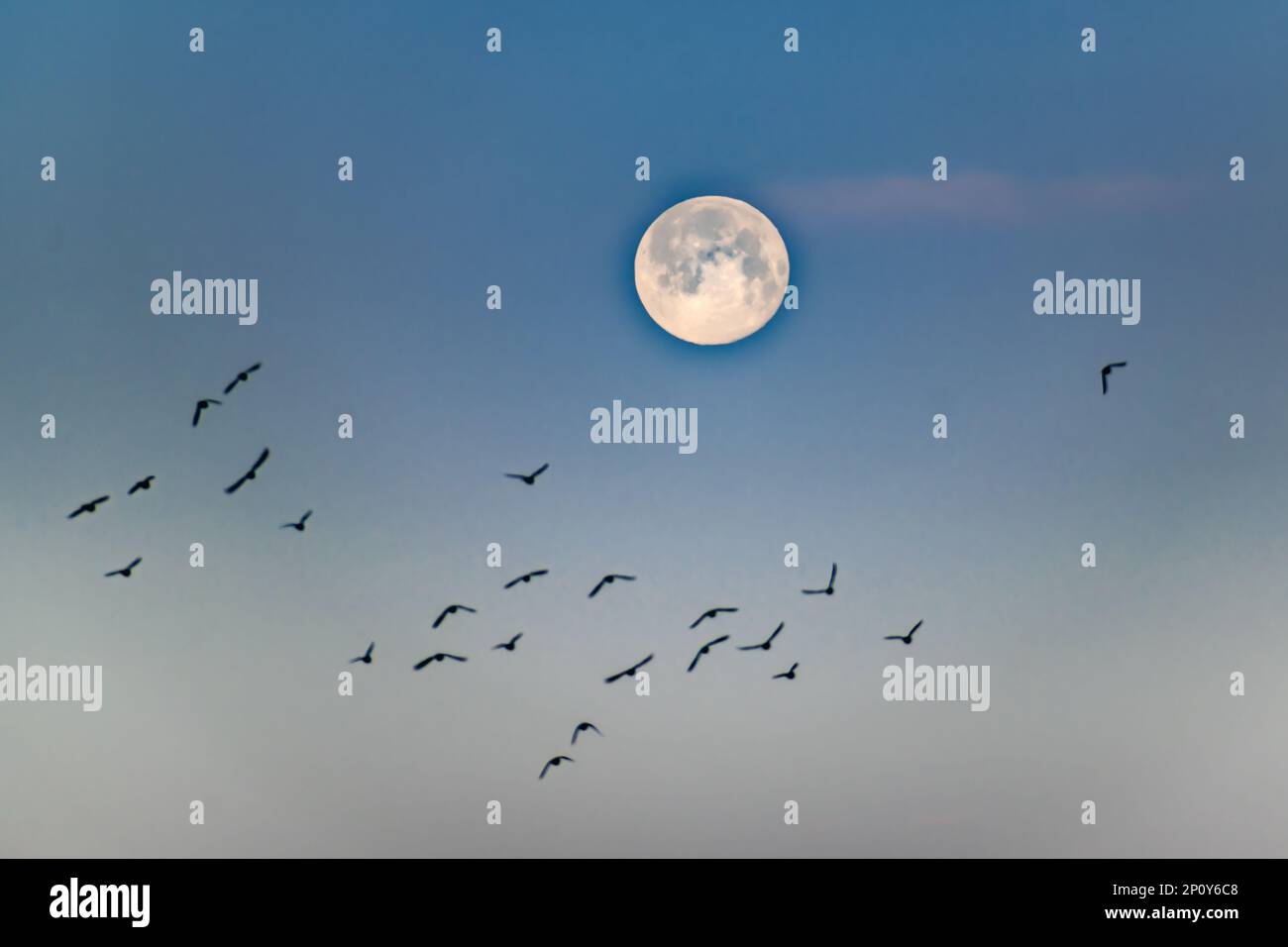 Moon with a beautiful sky and birds flying in front Stock Photo - Alamy