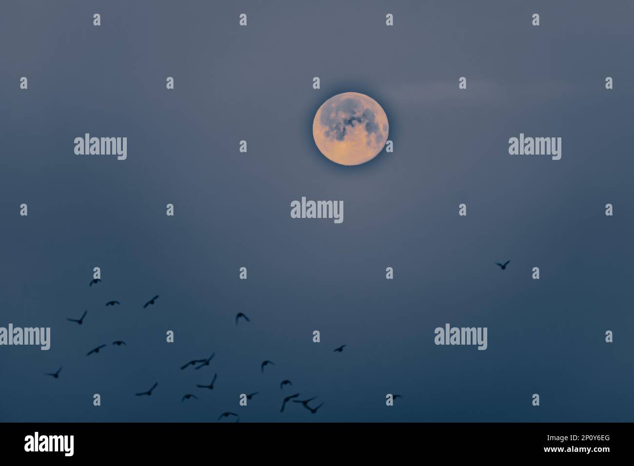 Birds flying in formation and moon hi-res stock photography and images ...