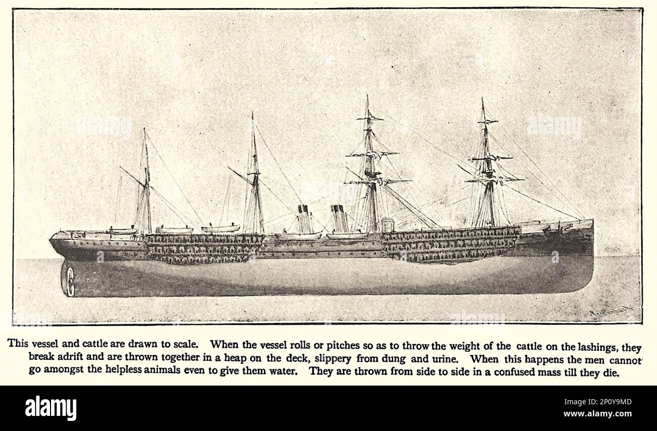 Cattle ship according to Samuel Plimsoll and his campaign to abolish ...