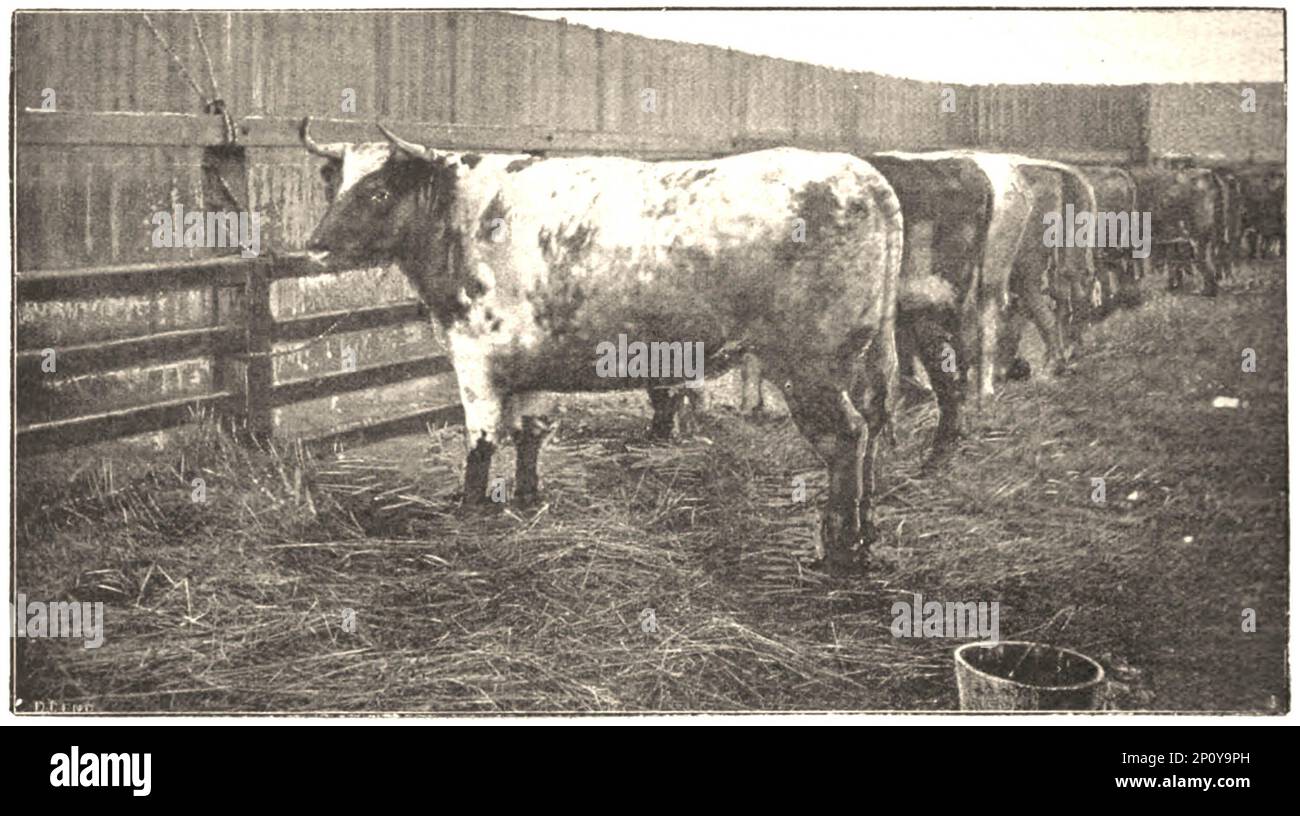 Australian cattle in fine condition at Deptford Market, 1895 Stock ...