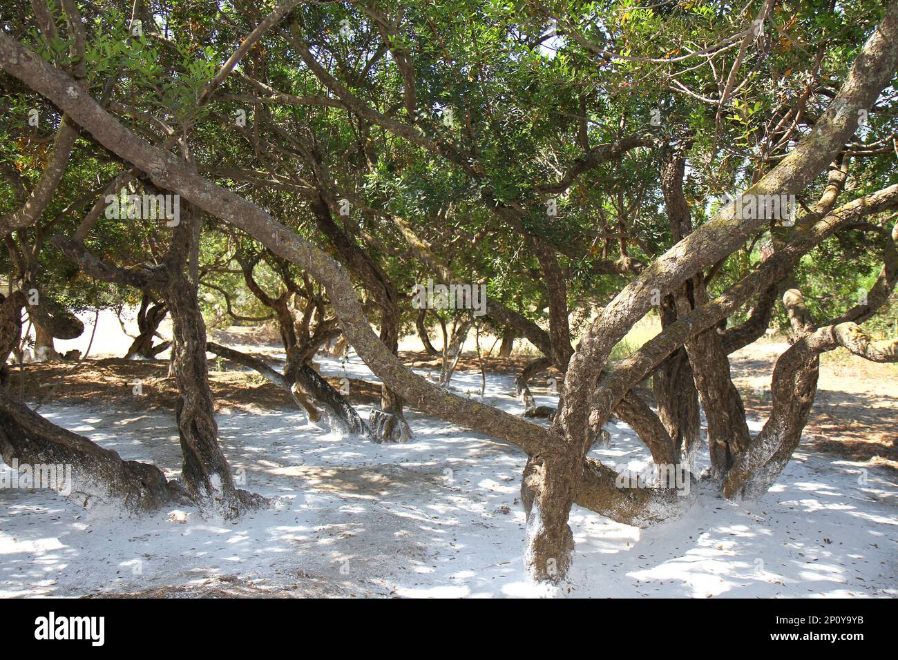 Chios mastic tree hi-res stock photography and images - Alamy