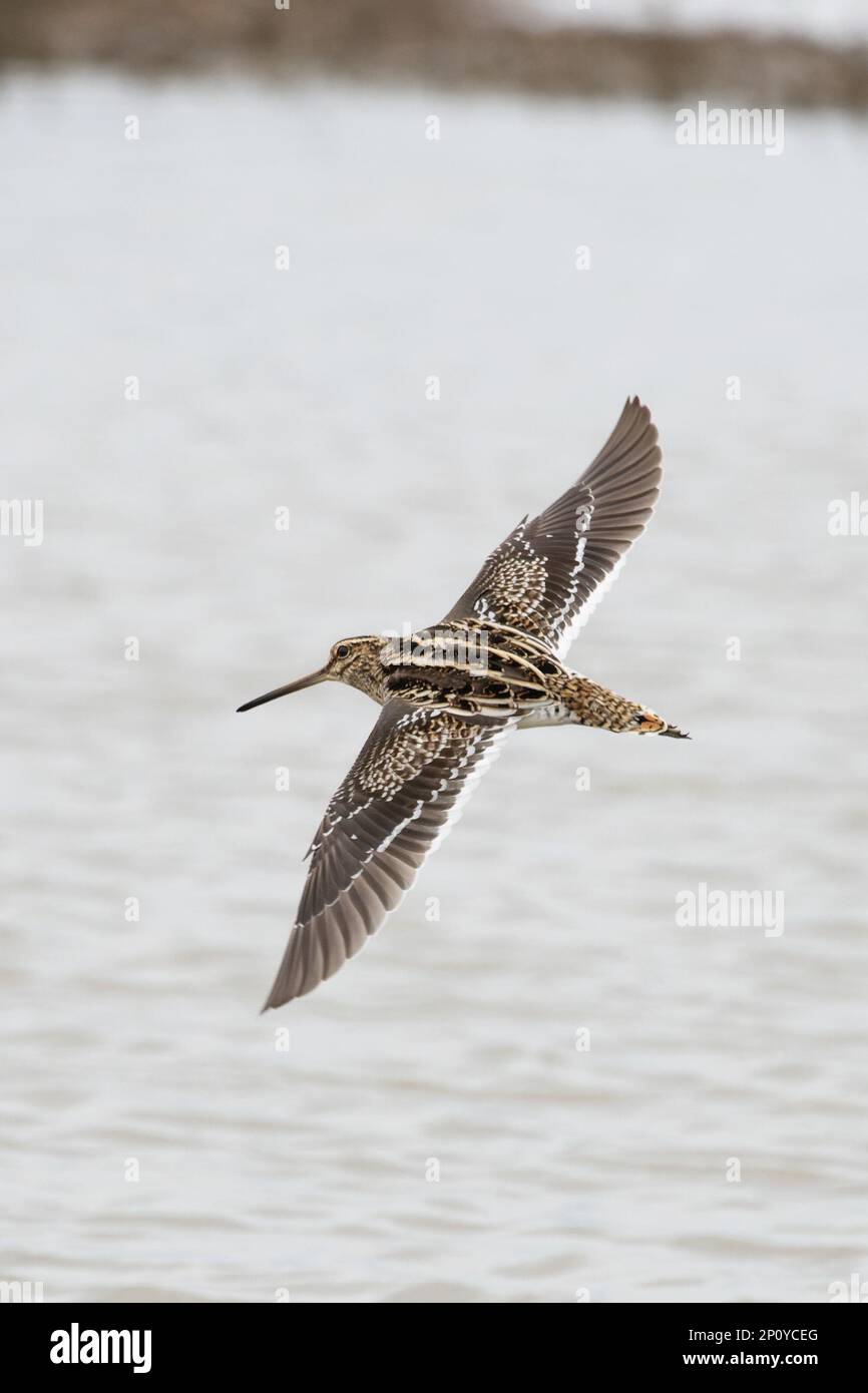 Common Snipe (Gallinago gallinago) fling Cley Marshes Norfolk UK GB ...
