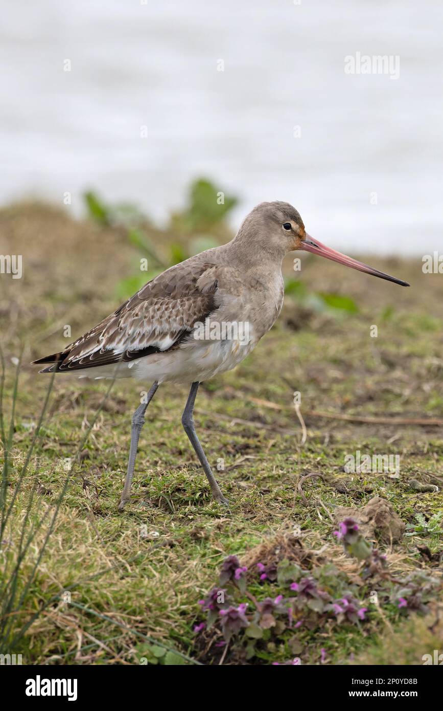 Black-tailed Godwit (Limosa limosa islandica) Cley Marshes Norfolk UK ...